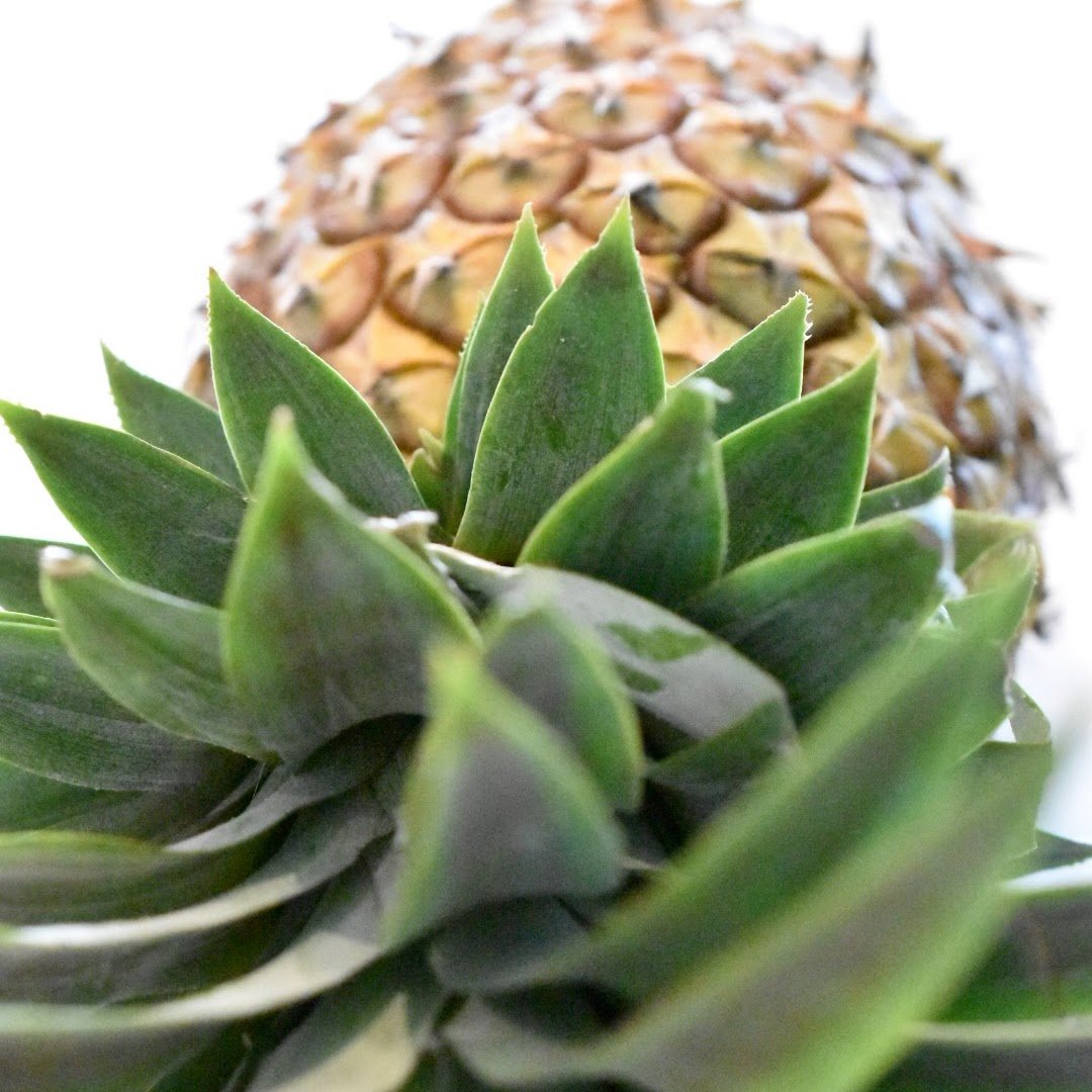 Spiky Square – Waking the Wombat